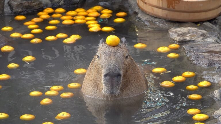 Izu Shaboten Zoo: Capybara Onsen - Study Abroad in Japan